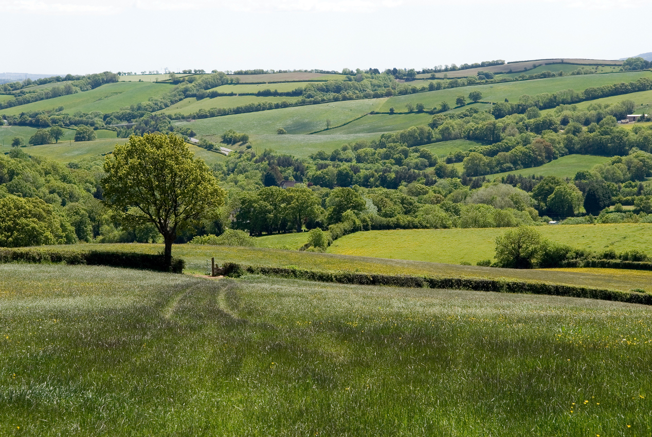 Landlord & Tenant - West Country Rural
